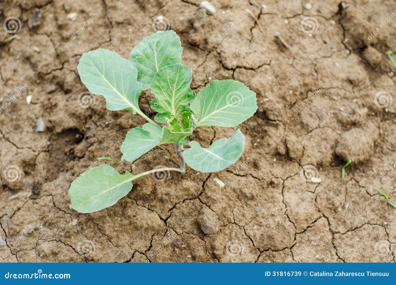 Cabbage seedling stock image. Image of plant, earth, nerves - 31816739
