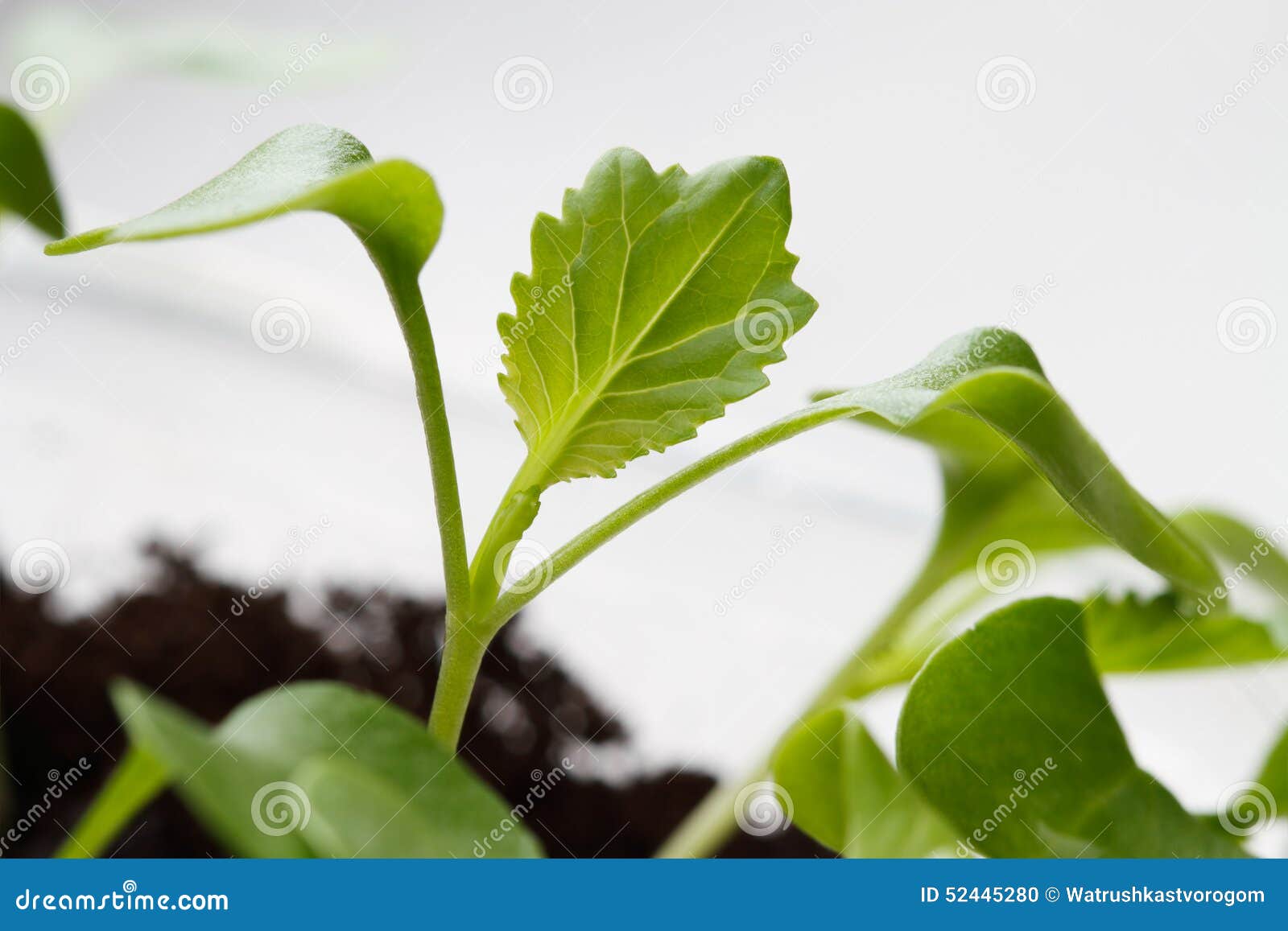 Cabbage seedling stock photo. Image of planting, vegetable - 52445280