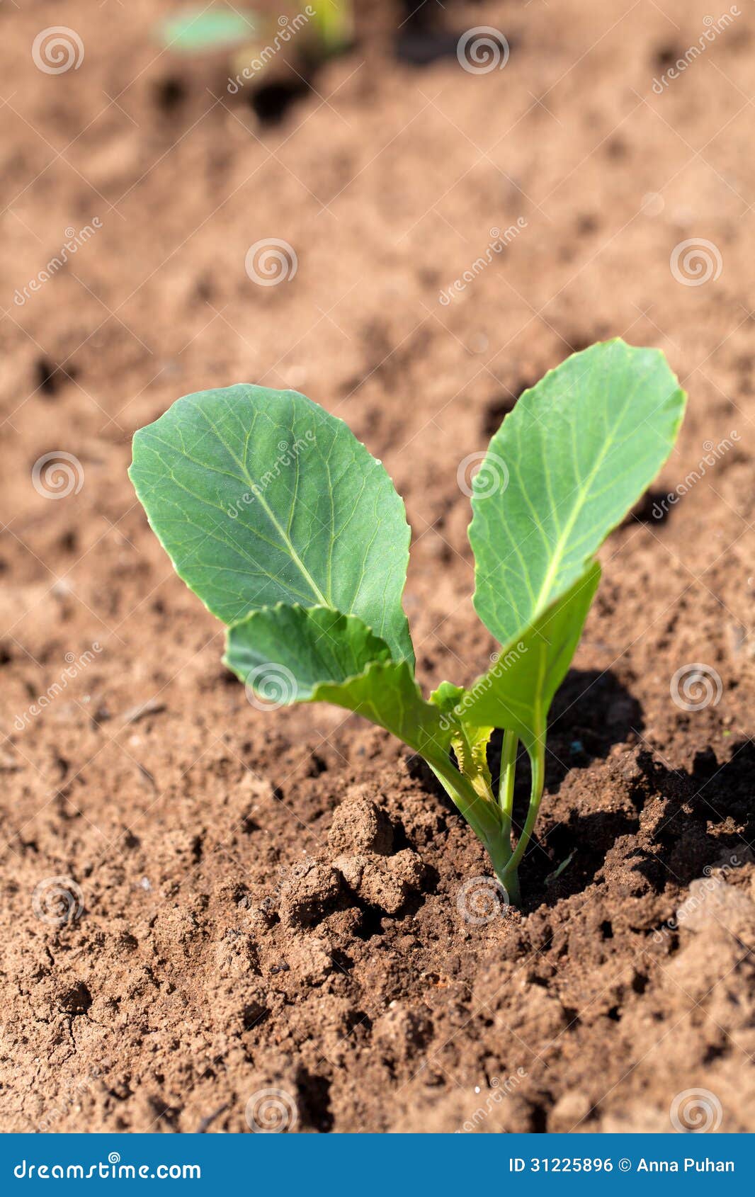 Cabbage seedlings stock photo. Image of earth, healthy - 31225896