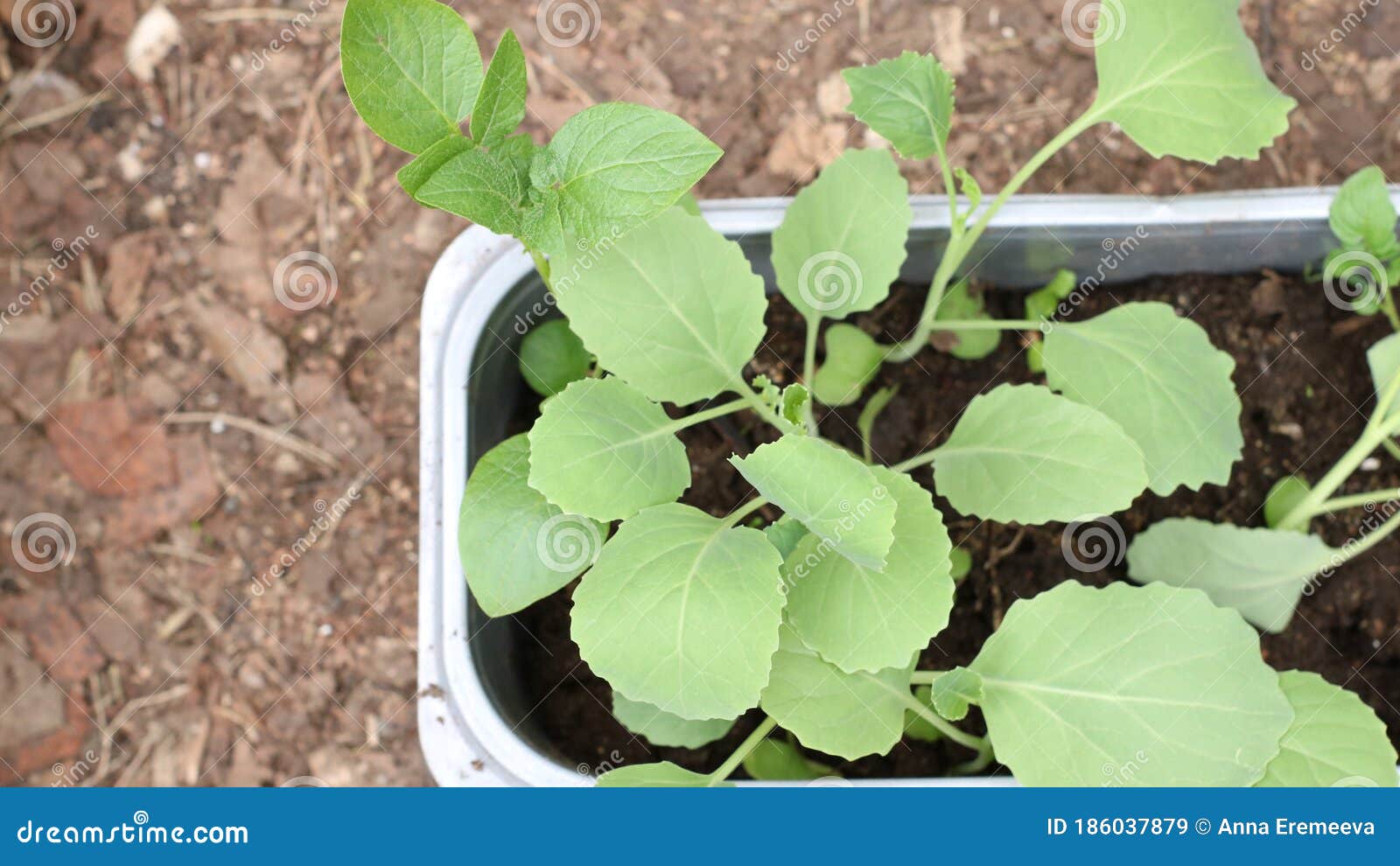 Cabbage Seedlings in a Container Top View Stock Image - Image of garden ...