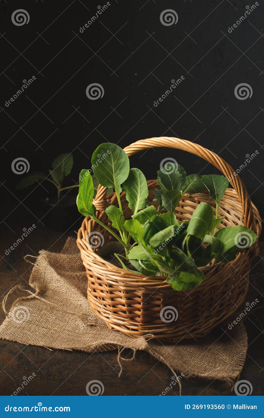 Cabbage Seedlings in a Vine Basket on a Dark Background Stock Photo ...