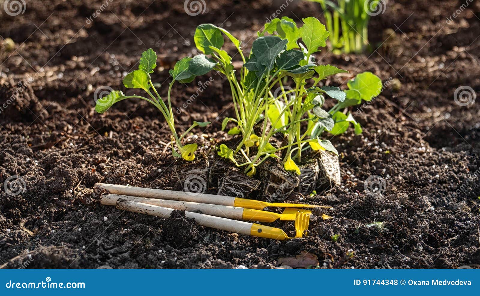 The Cabbage Seedlings with Visible Roots and Tools - Shovels and Rakes ...