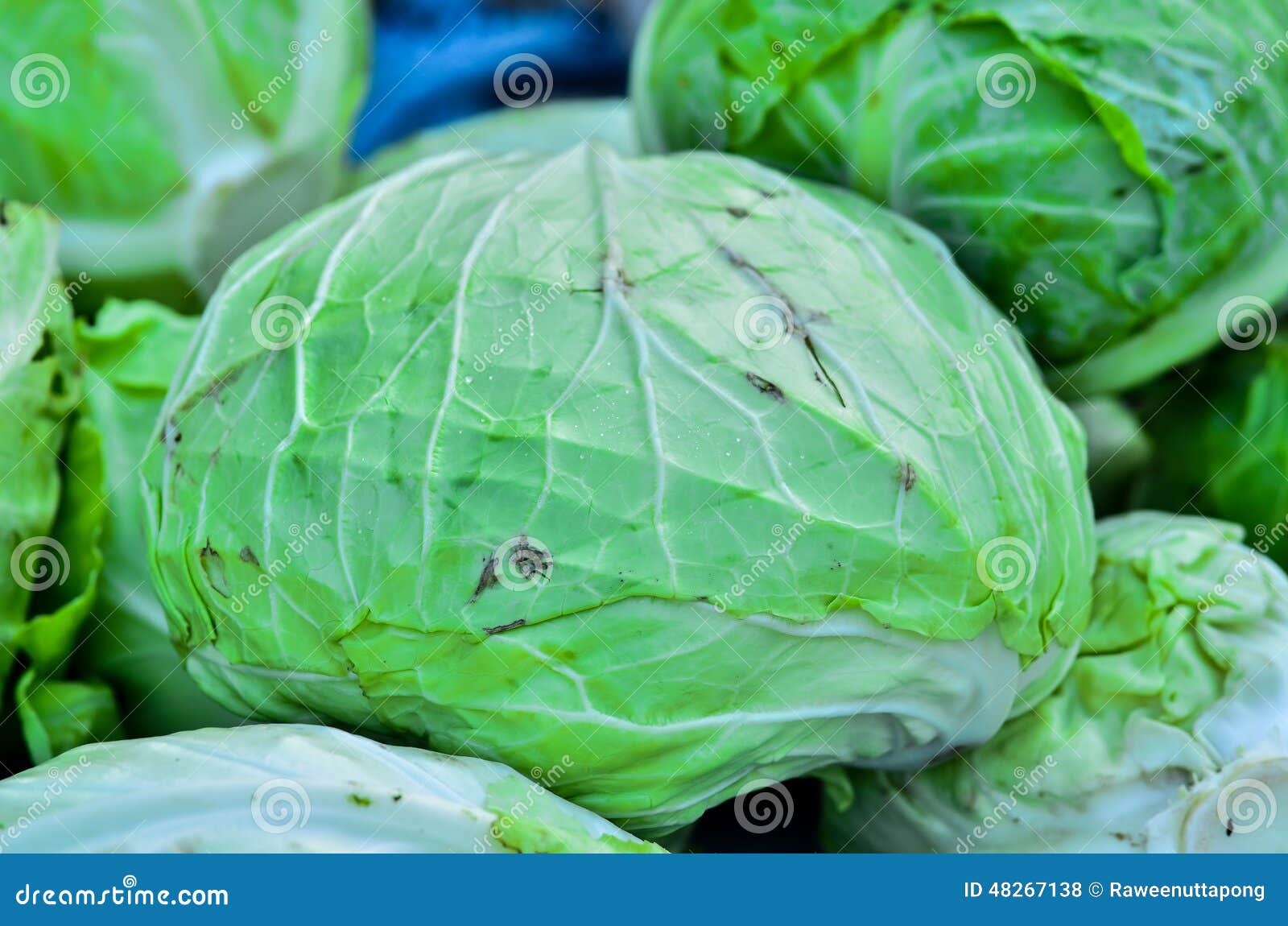 Cabbage on sell stock photo. Image of simplicity, horizontal - 48267138