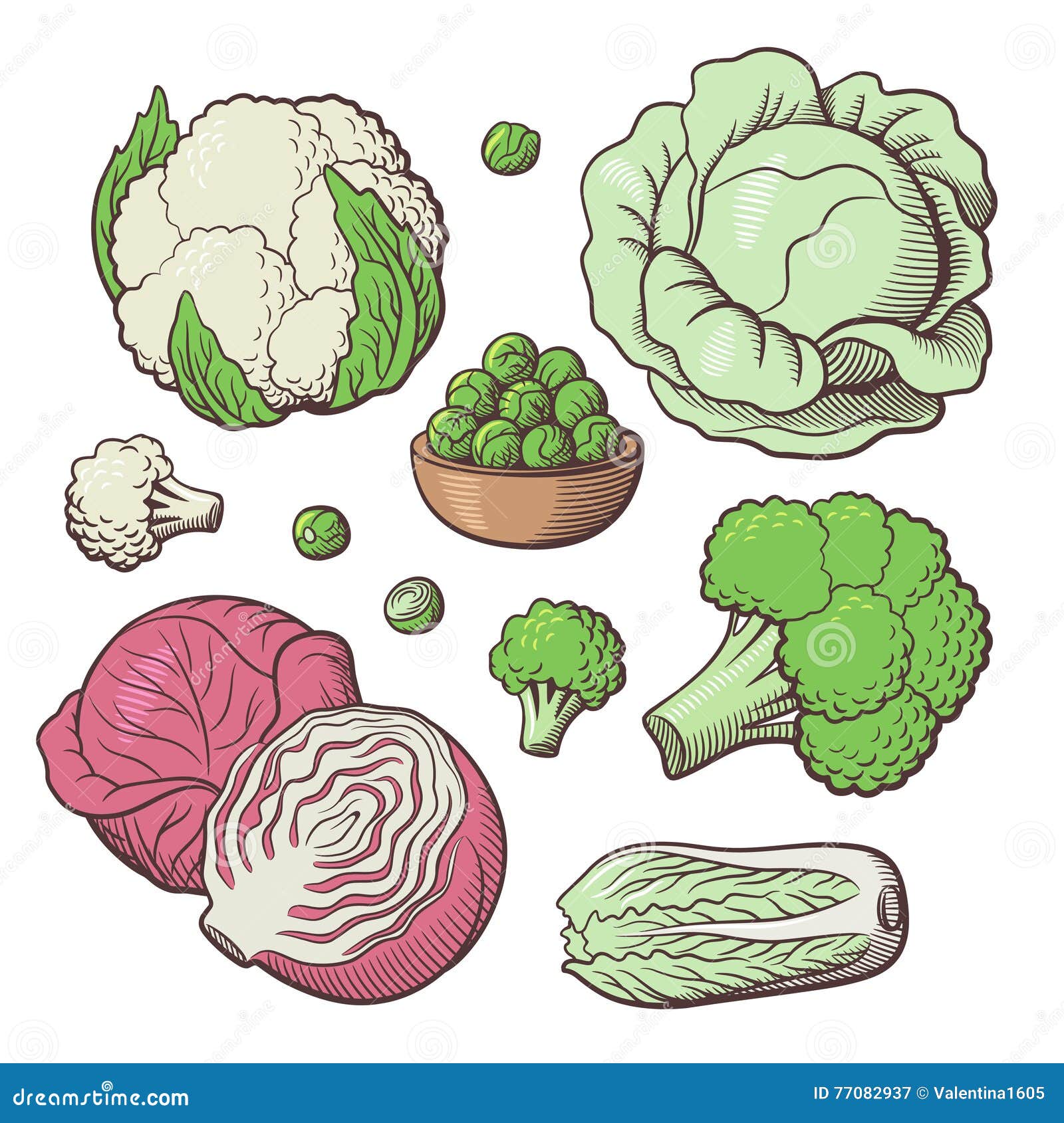 Cabbage set color stock vector. Illustration of garden - 77082937