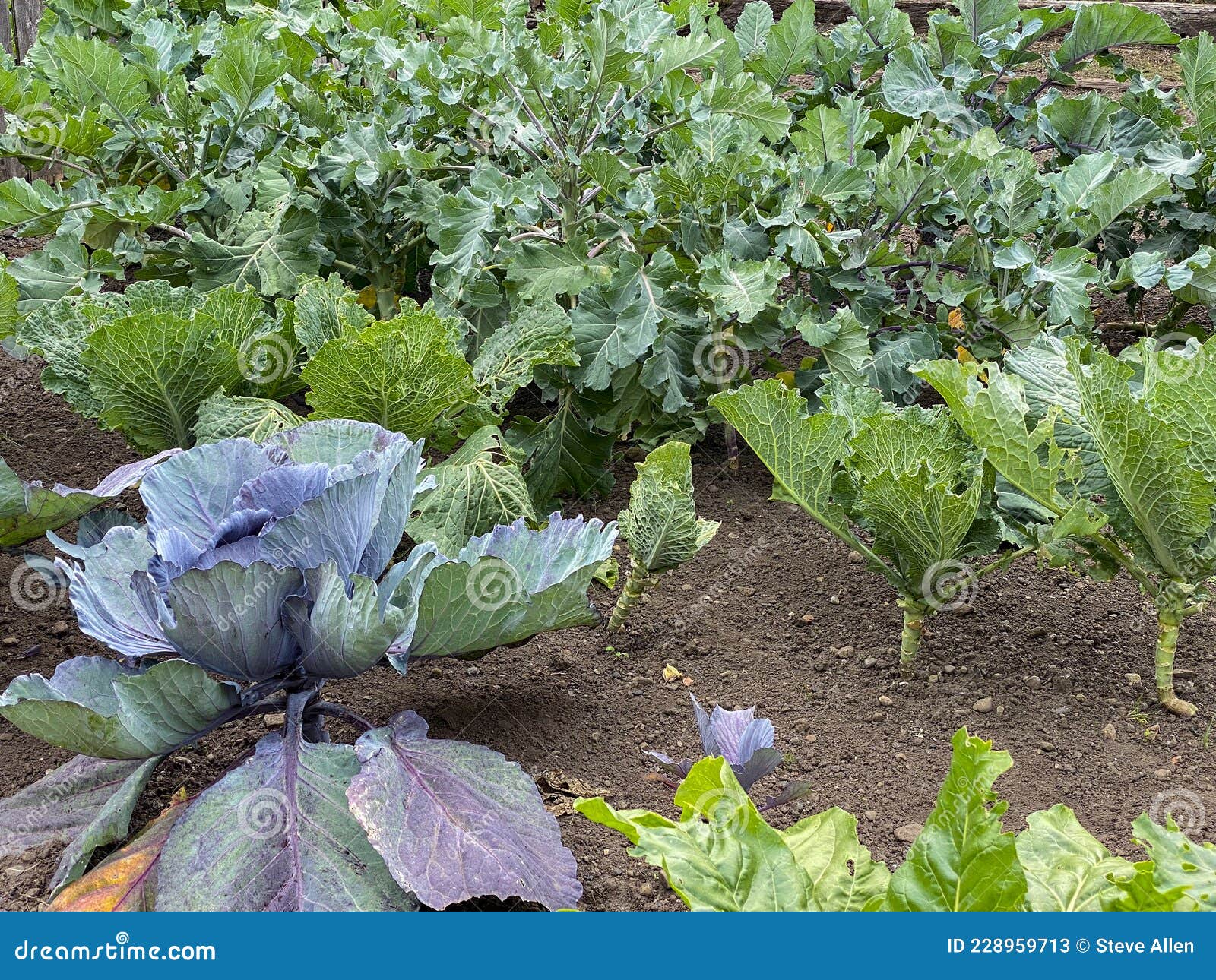 Cabbage - Vegetable patch stock image. Image of food - 228959713