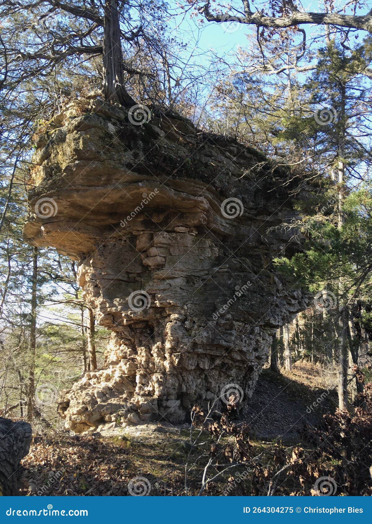 Cabbage Shaped Rock with Cedar Tree Growing on Top Stock Image - Image ...