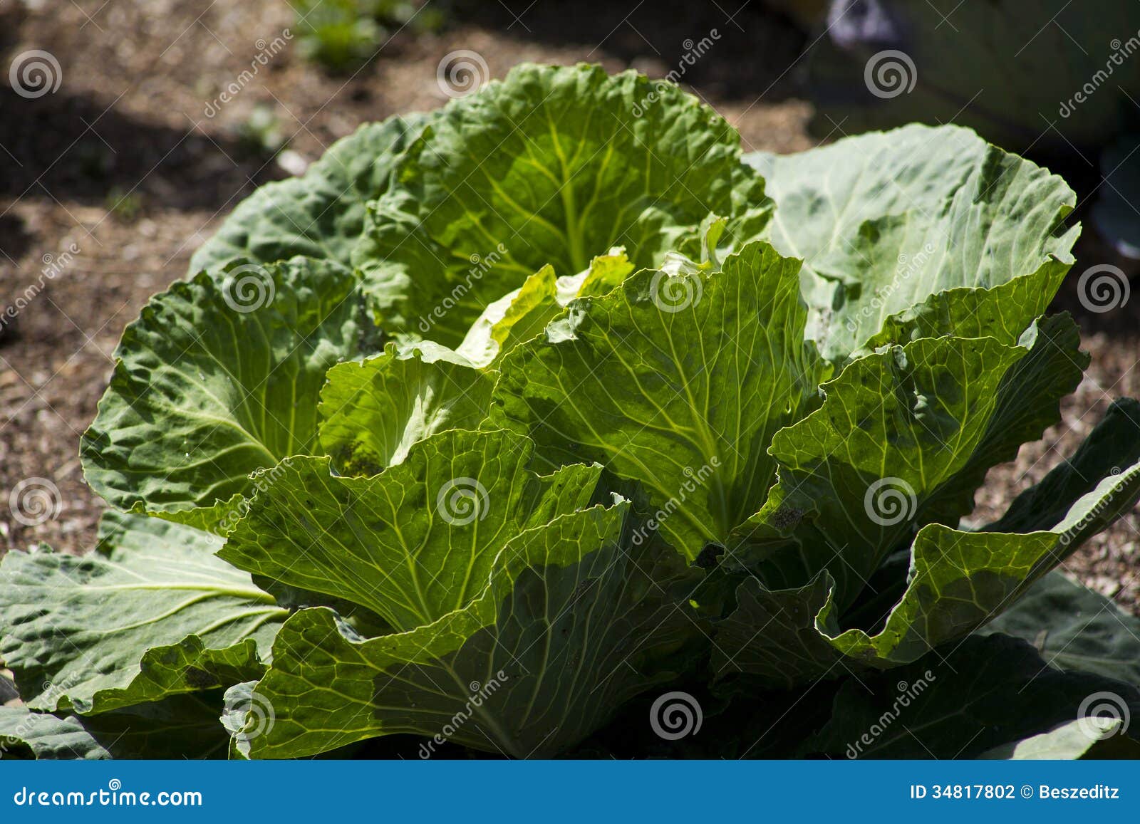 Cabbage side stock photo. Image of leaf, cabbage, natural - 34817802