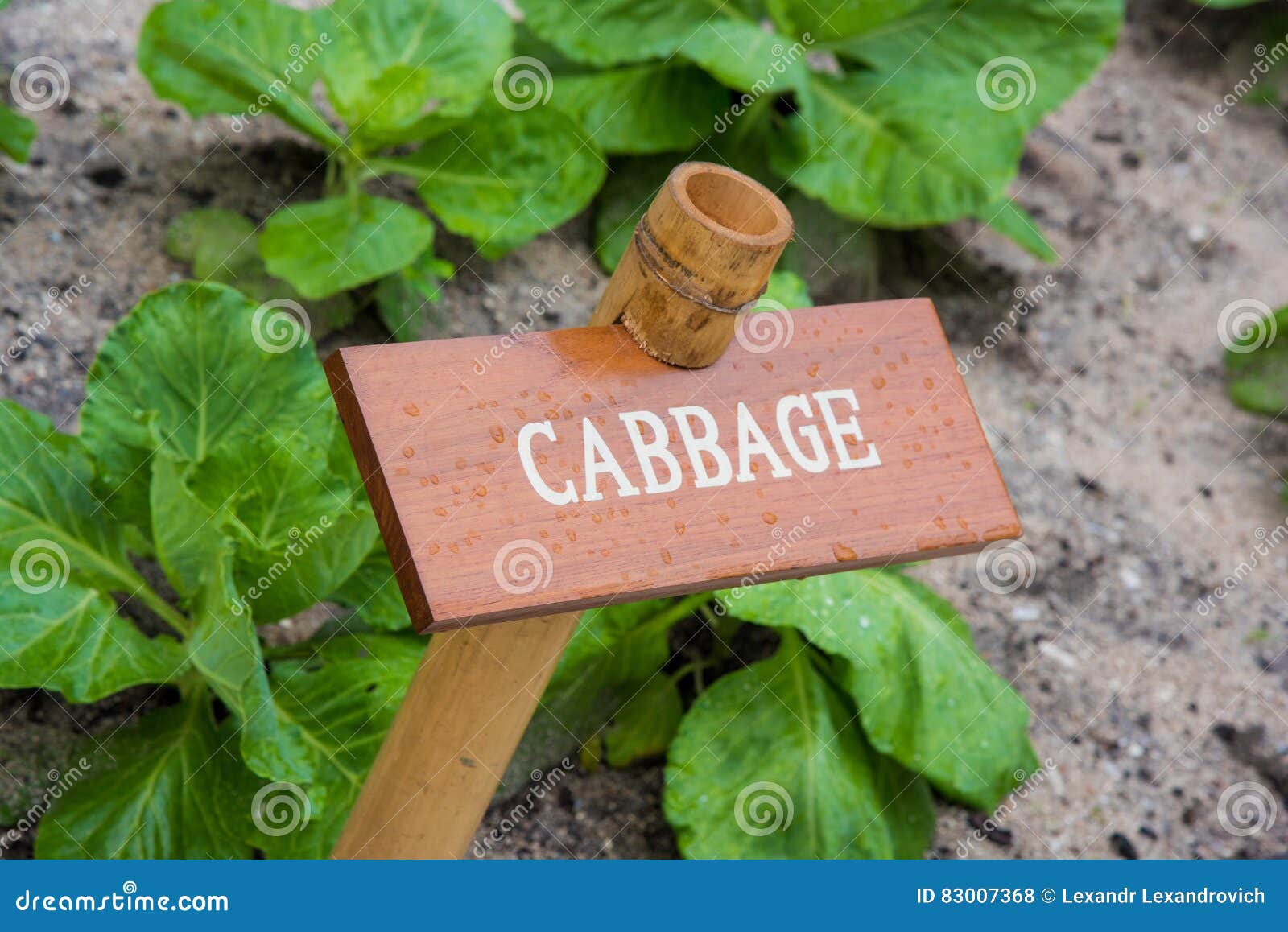 Cabbage sign stock photo. Image of beds, cabbage, growing - 83007368