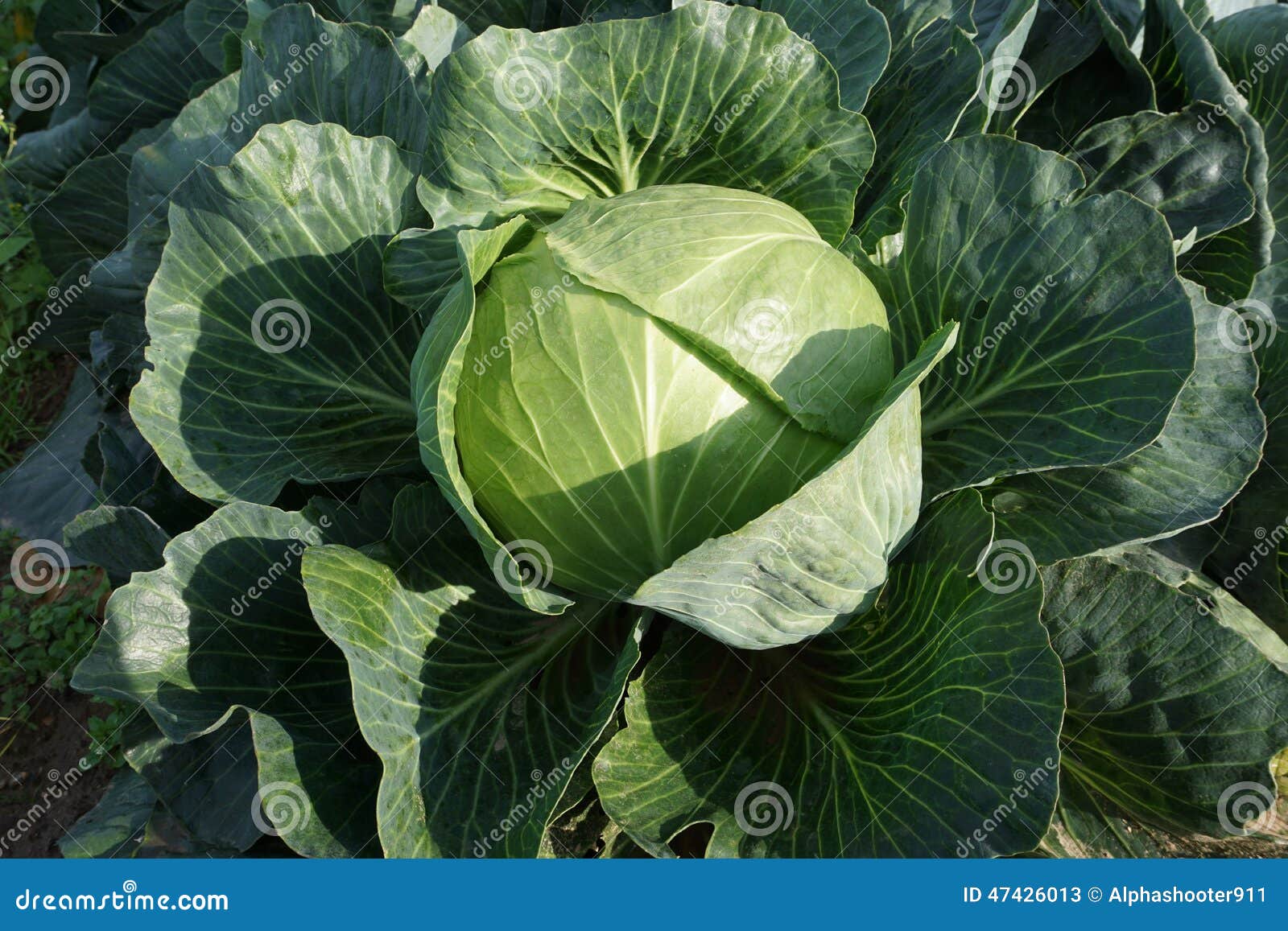 Cabbage stock image. Image of crop, biological, gardening - 47426013