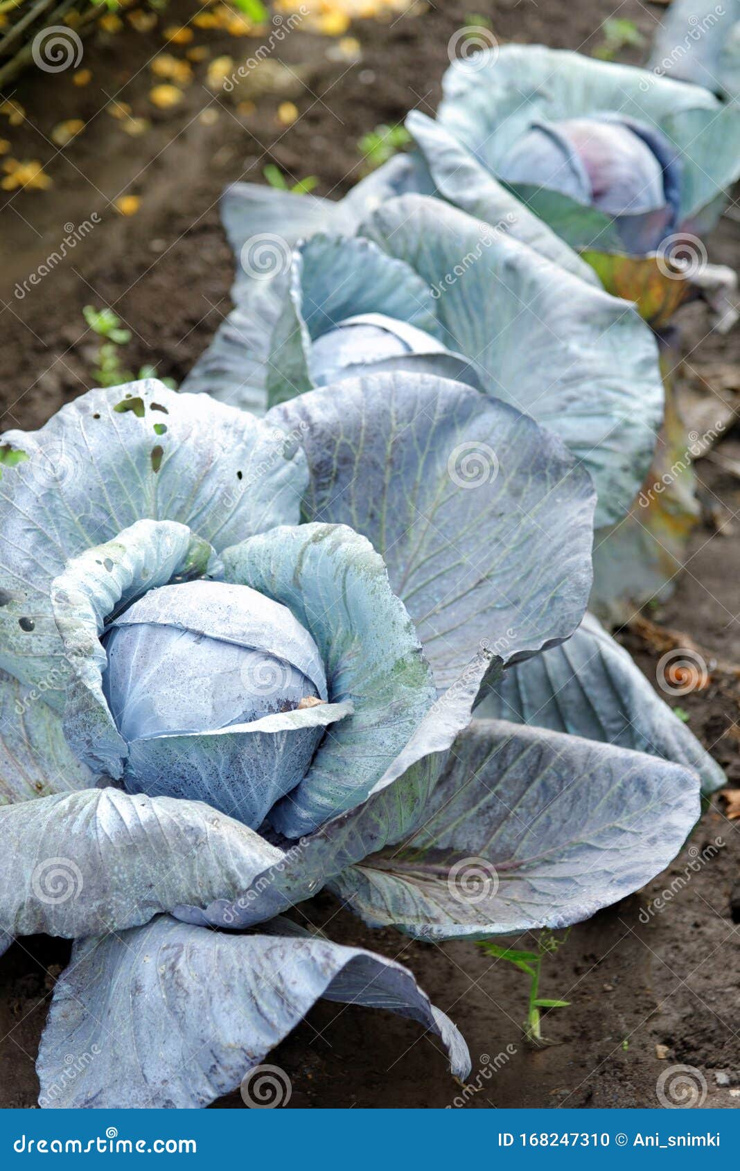 Cabbage in a Small Vegetable Garden Stock Photo - Image of industry ...