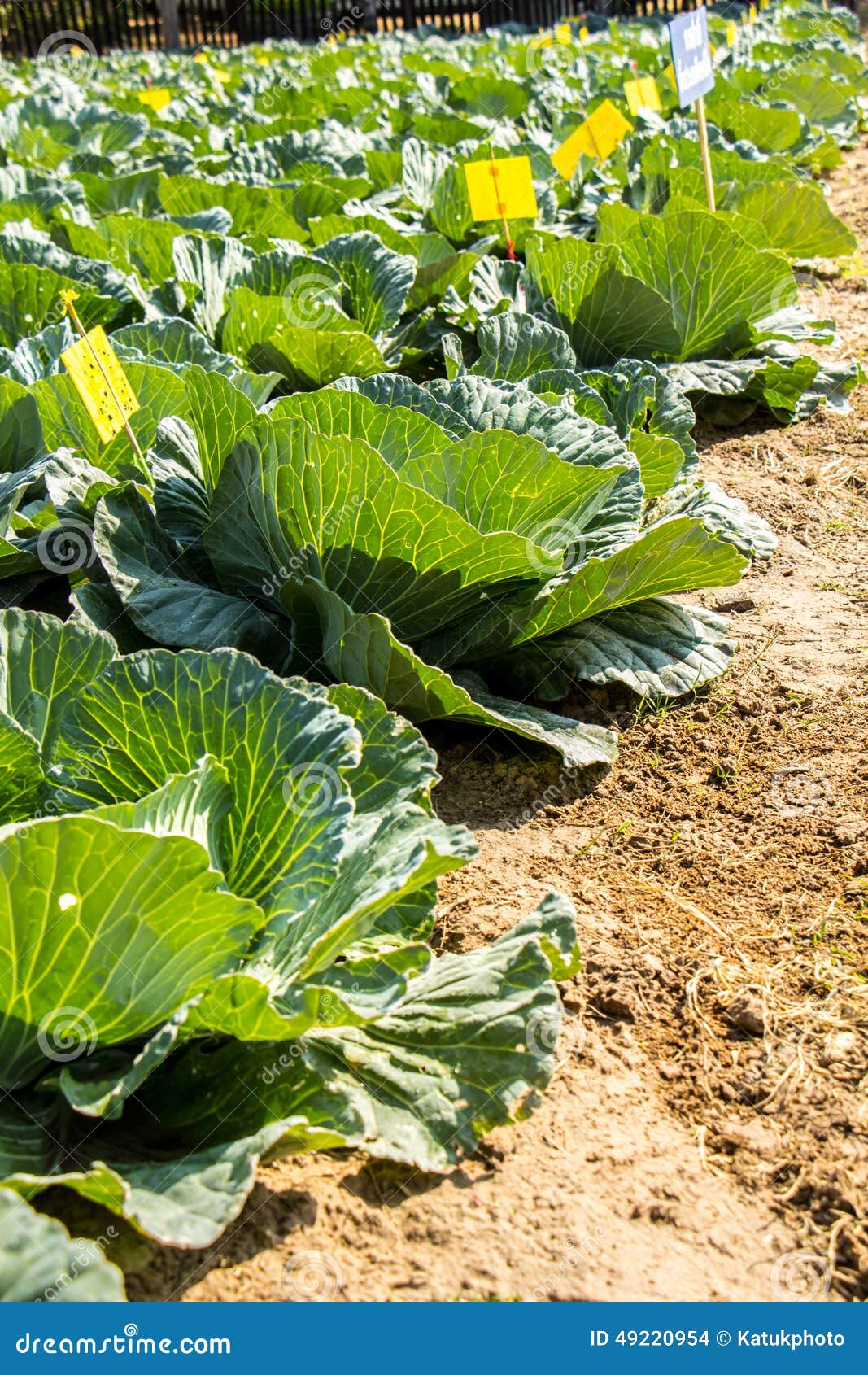 Cabbage, Sort, Green, Safe, Fresh, Clean. Stock Photo - Image of clay ...