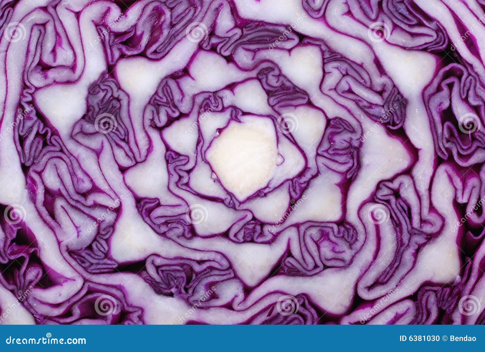 Cabbage spiral stock photo. Image of cabbage, vegetable - 6381030