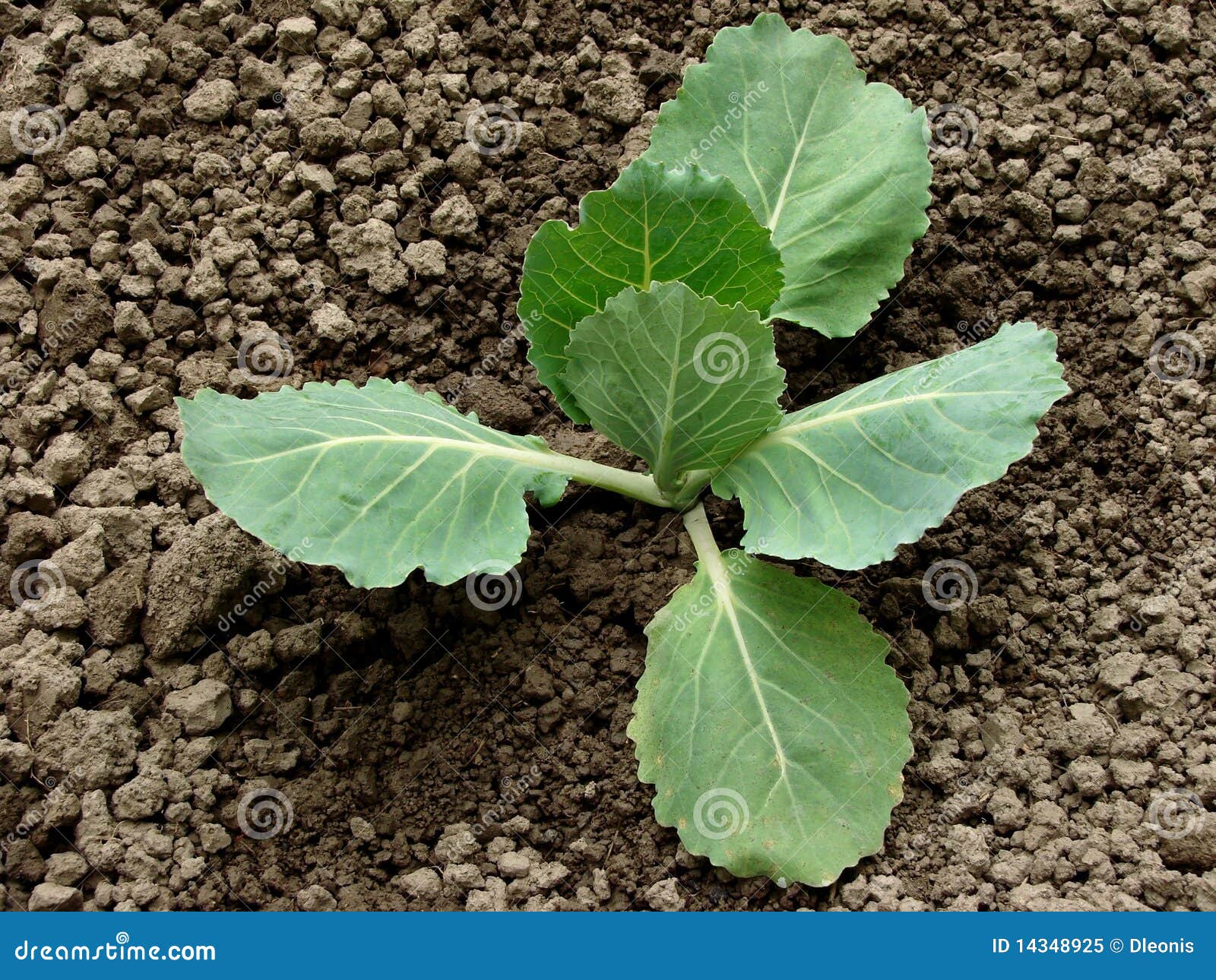Cabbage sprout stock image. Image of floral, land, kitchen - 14348925