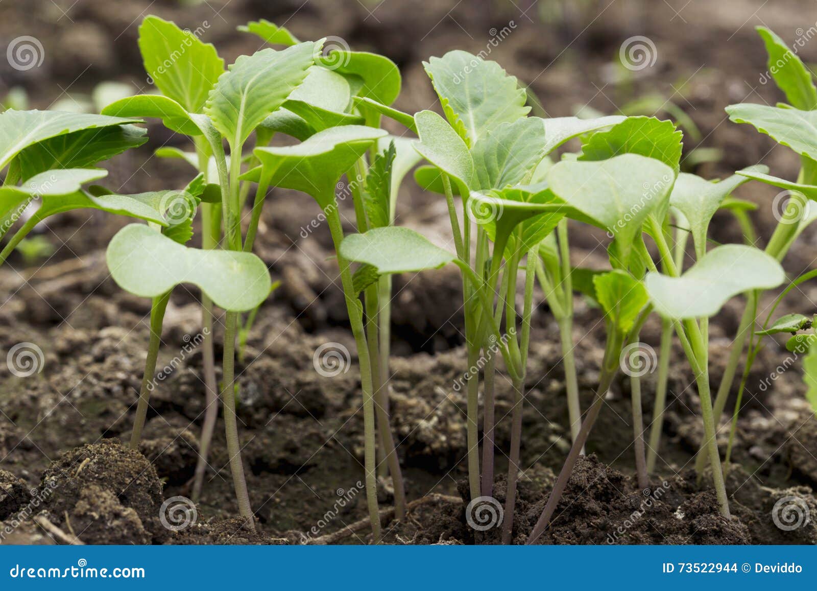The cabbage sprout stock photo. Image of green, compost - 73522944