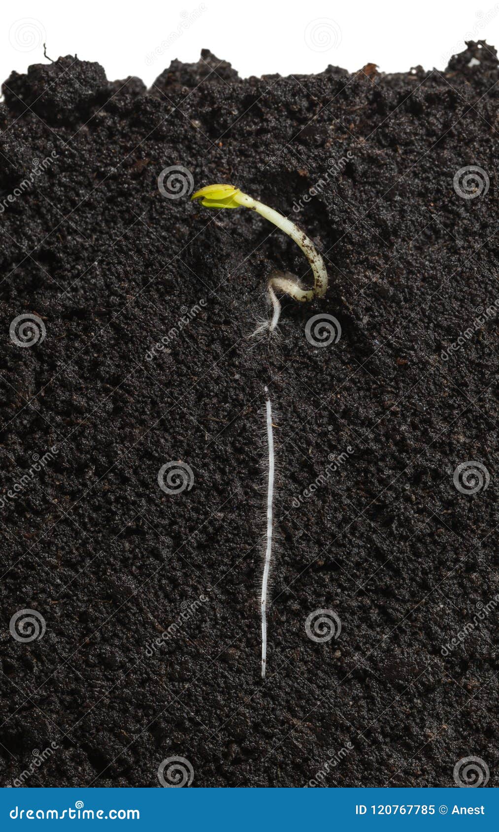 Cabbage sprout underground stock image. Image of leaves - 120767785