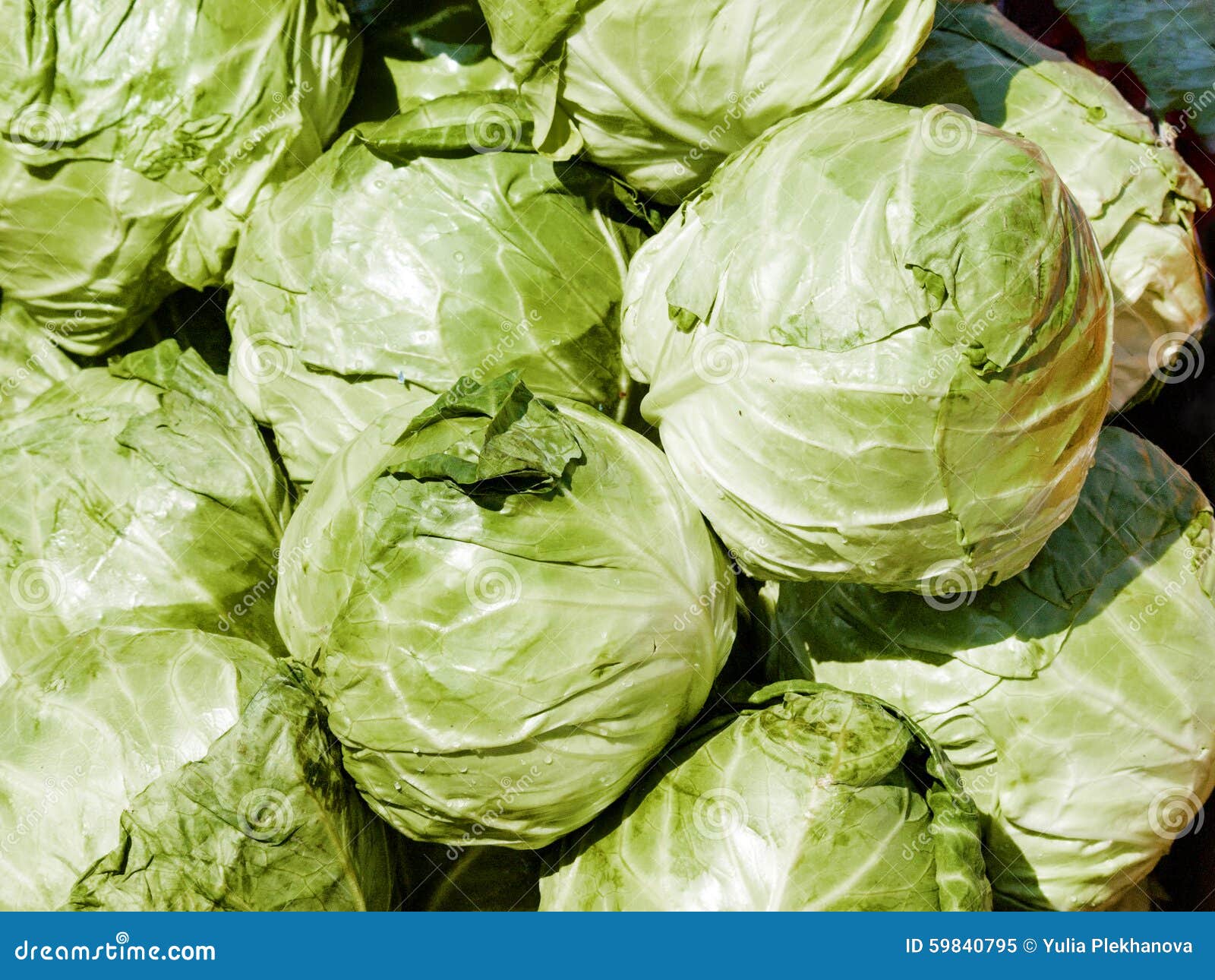 Cabbage stock image. Image of green, heap, salad, bunch - 59840795