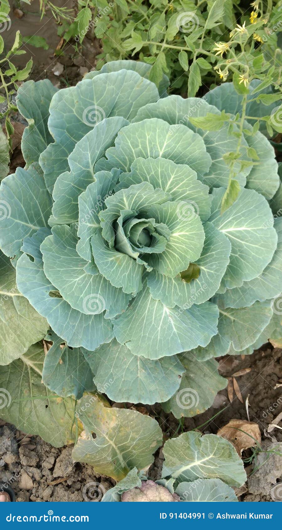 Cabbage stock image. Image of flower, cabbage, starting - 91404991