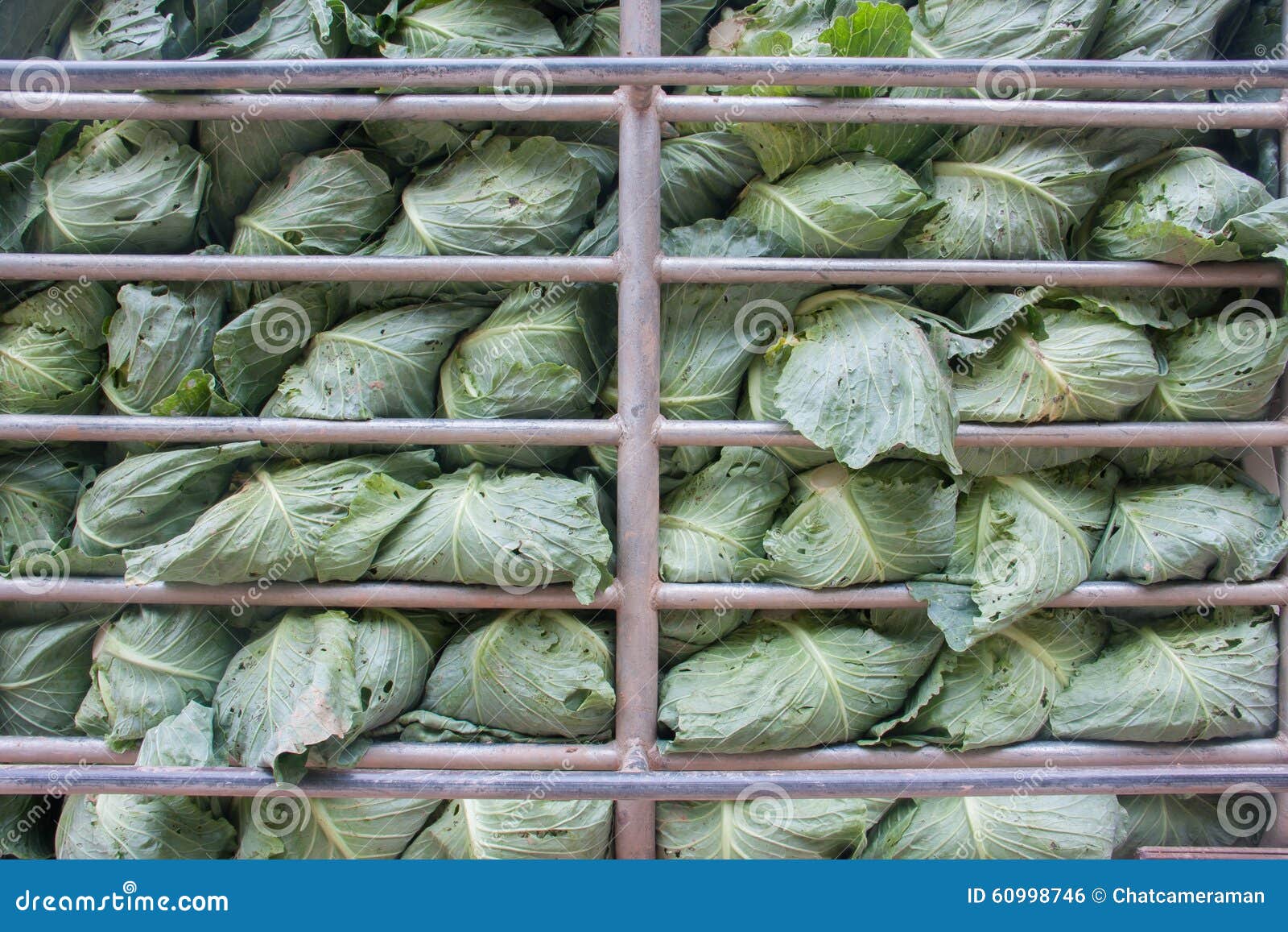 Cabbage in steel cage stock photo. Image of field, natural - 60998746