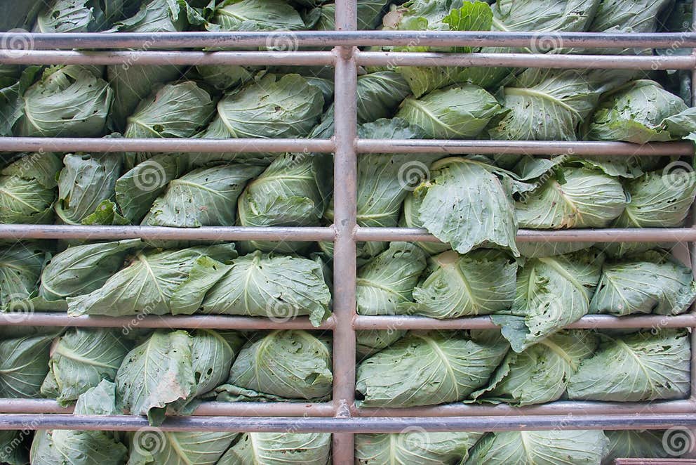 Cabbage in steel cage stock photo. Image of field, natural - 60998746
