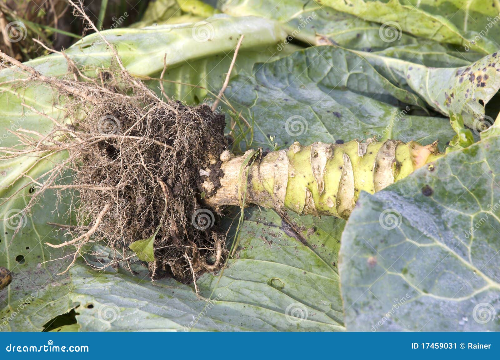Cabbage stem stock image. Image of garbage, vegetables - 17459031