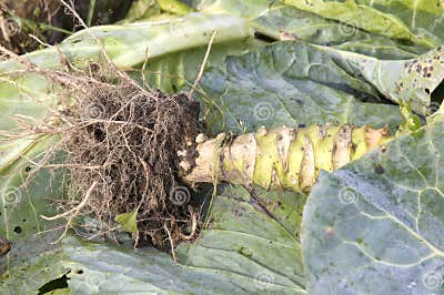 Cabbage stem stock image. Image of garbage, vegetables - 17459031