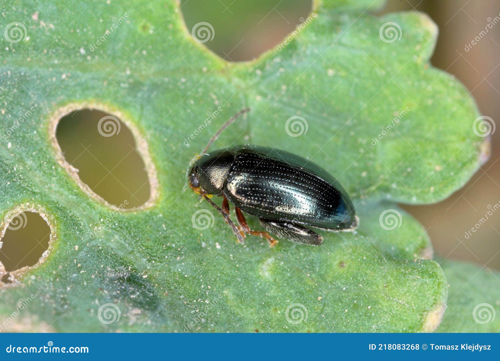 Cabbage Stem Flea Beetle Psylliodes Chrysocephala. Stock Photo - Image ...