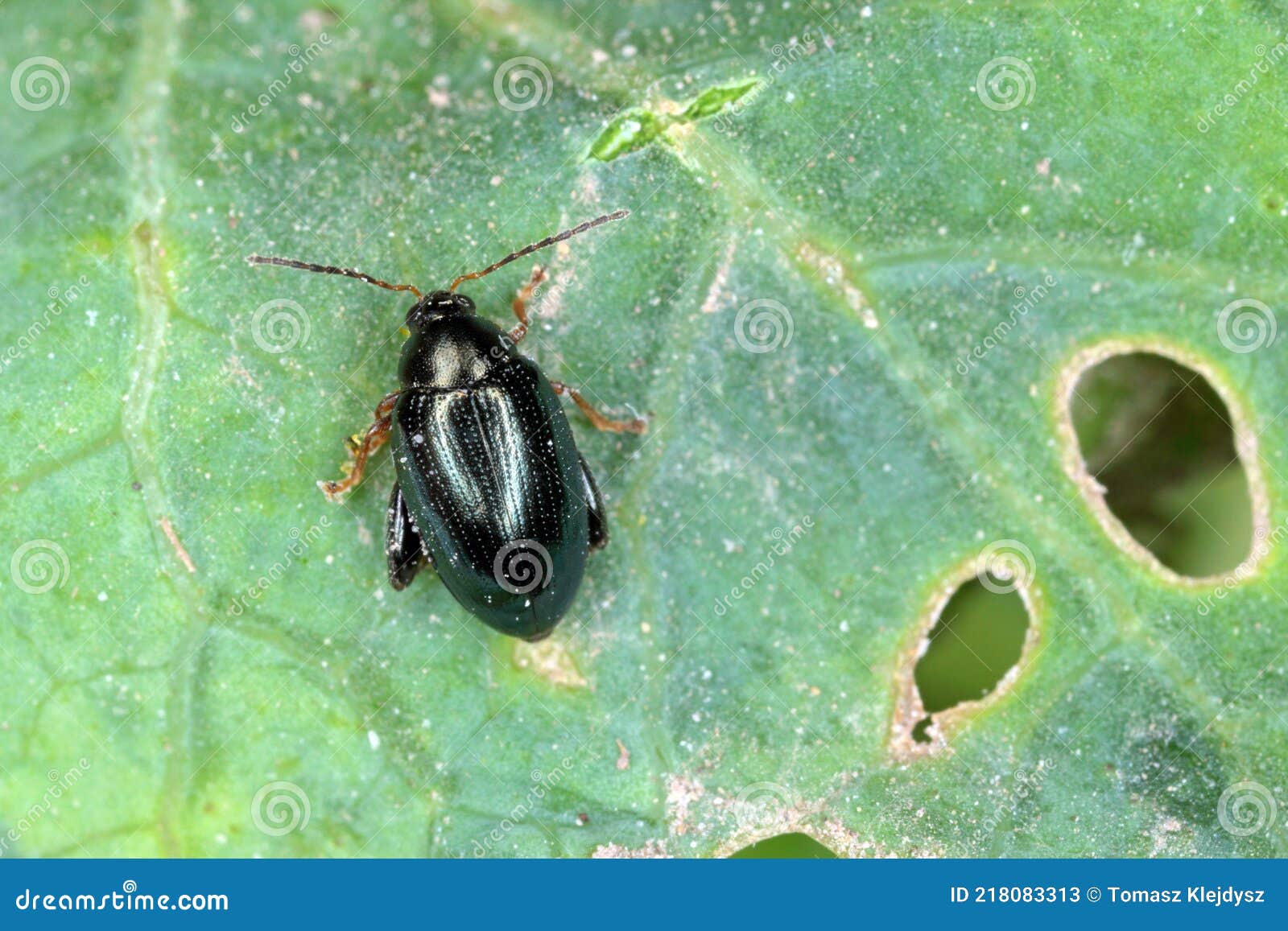 Cabbage Stem Flea Beetle Psylliodes Chrysocephala. Stock Image - Image ...