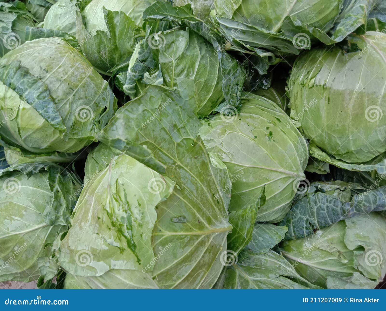 Cabbage Stock on Shop for Sell Stock Image - Image of cultivation ...