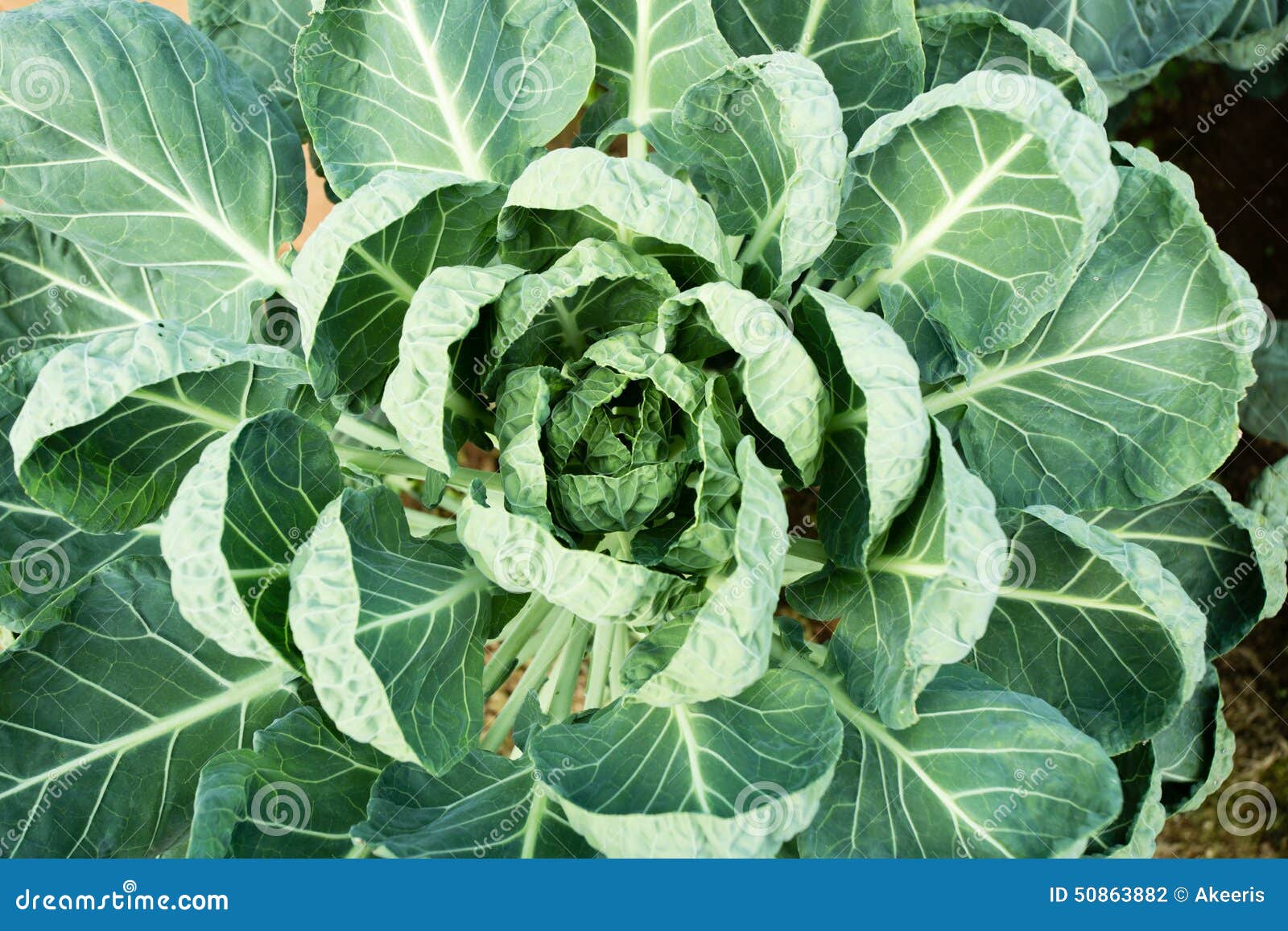 Cabbage texture stock photo. Image of core, closeup, green - 50863882