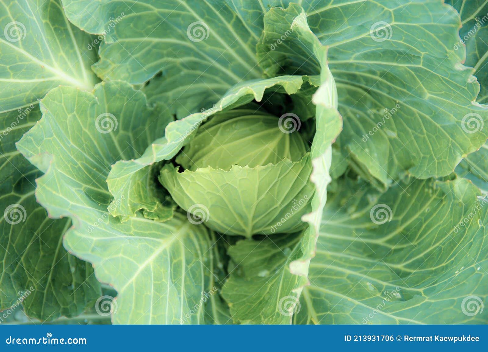 Cabbage with texture stock photo. Image of healthy, cultivation - 213931706