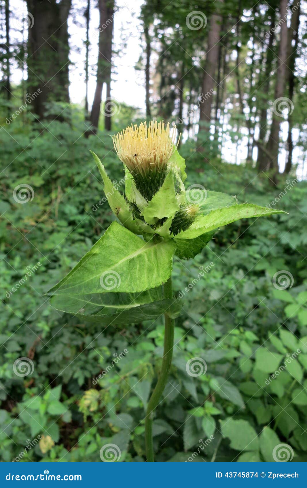 Cabbage Thistle (Cirsium Oleraceum) Stock Photo - Image of natural ...