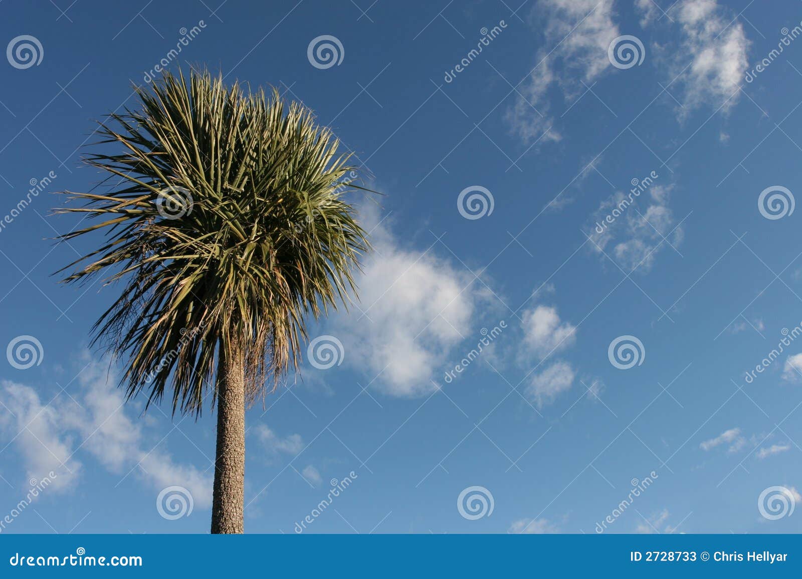 Cabbage Tree And Flooded Picnic Table At Ianthe Lake, Near Pukekura ...