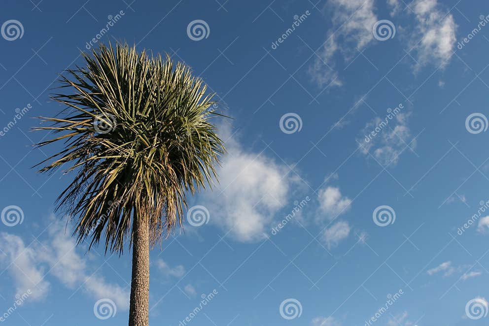 Cabbage Tree stock image. Image of centre, zealand, trunk - 2728733