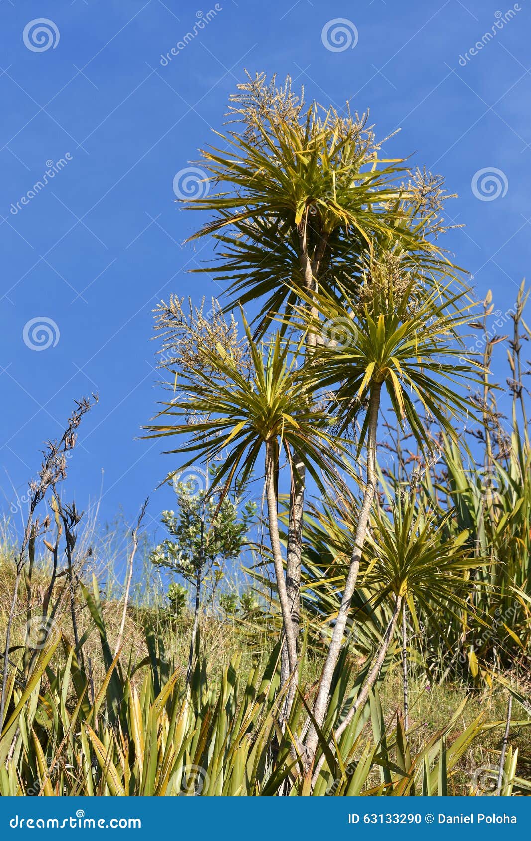 Cabbage tree in bloom. stock photo. Image of plant, blossom - 63133290