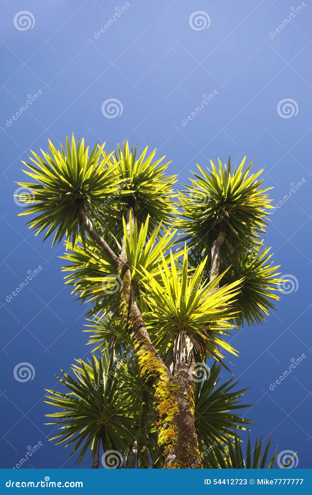 The Cabbage Tree is One of the Most Distinctive Trees in New Zealand ...