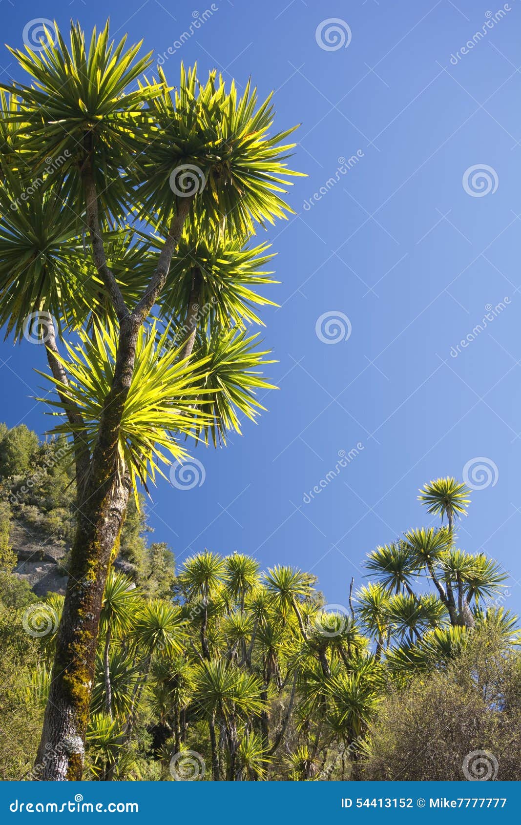 The Cabbage Tree is One of the Most Distinctive Trees in New Zealand ...