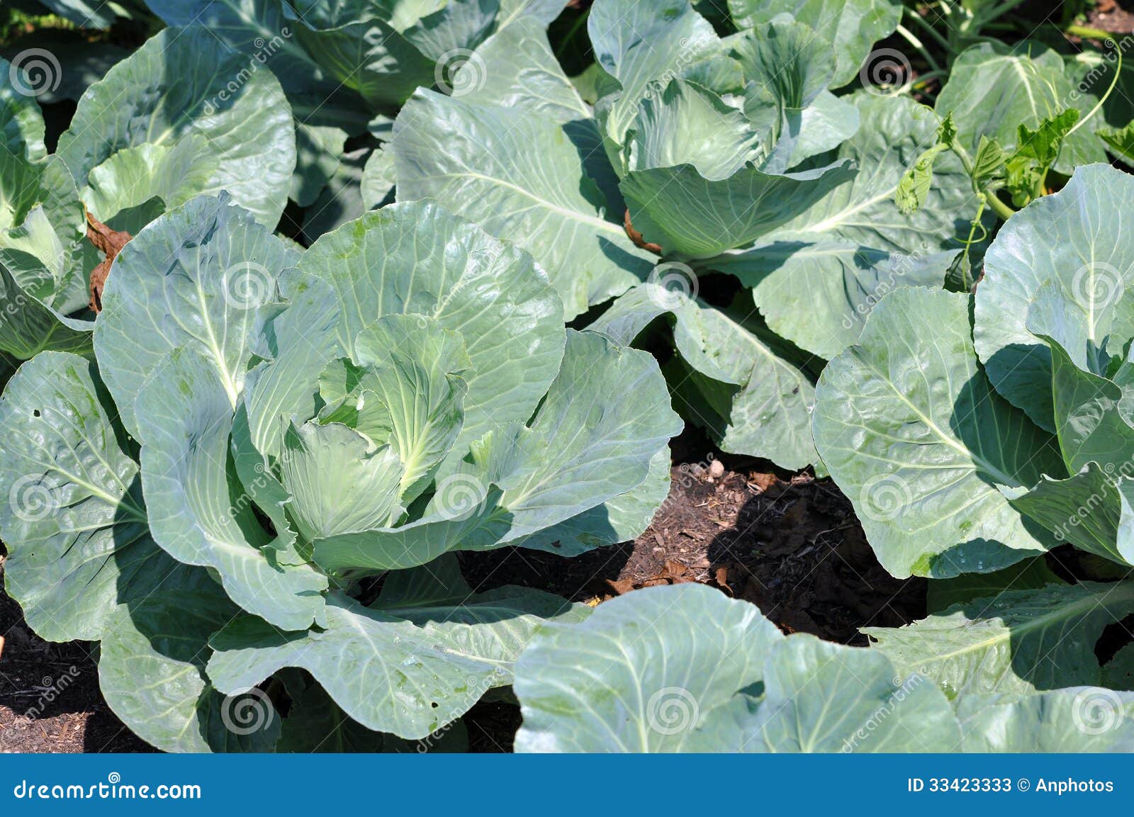 Cabbage trees stock image. Image of cabbage, leaf, nature - 33423333