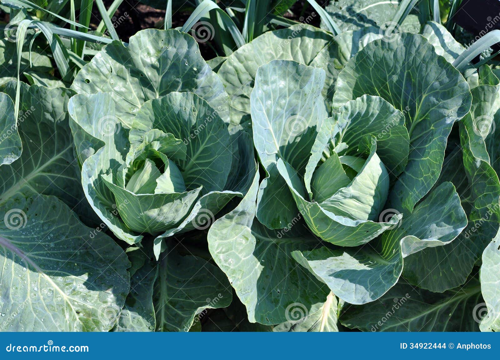 Cabbage trees stock photo. Image of sunlight, dirty, veggie - 34922444