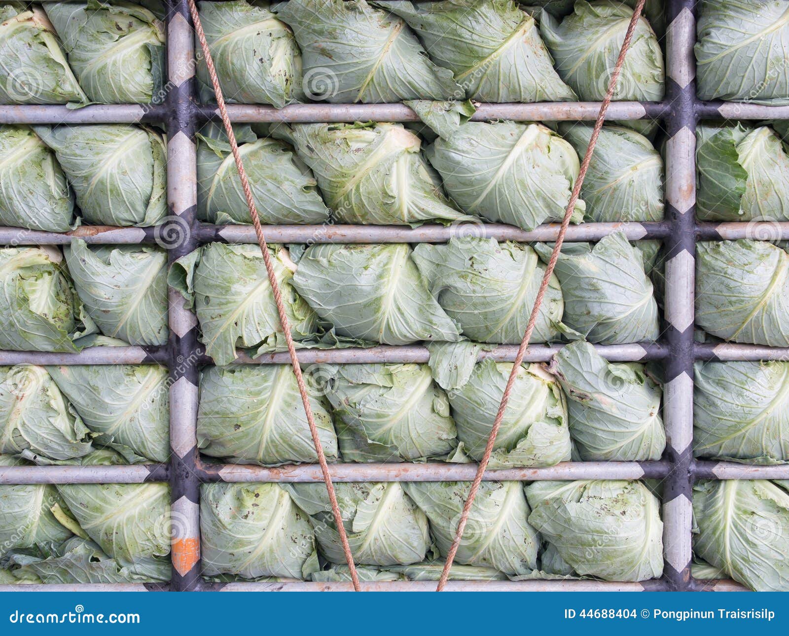 Cabbage in the truck stock photo. Image of supper, dinner - 44688404