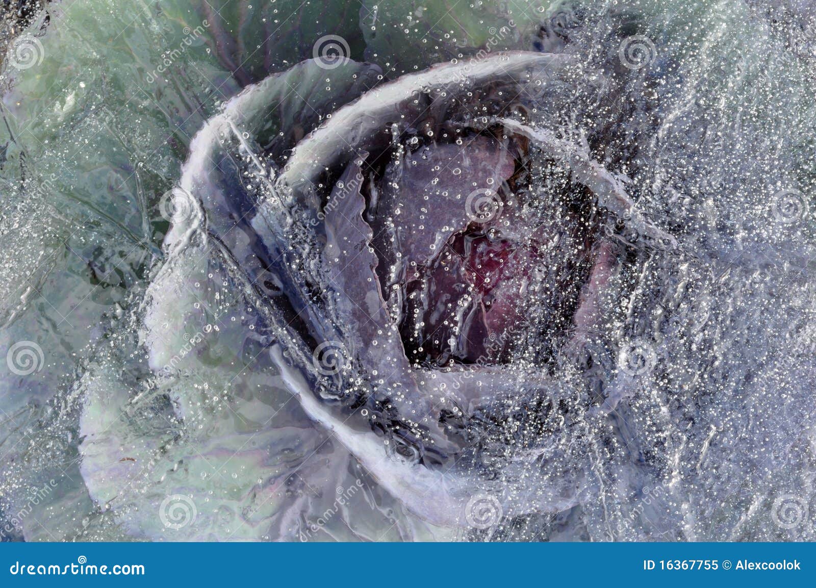 Cabbage under ice stock image. Image of adornment, cool - 16367755