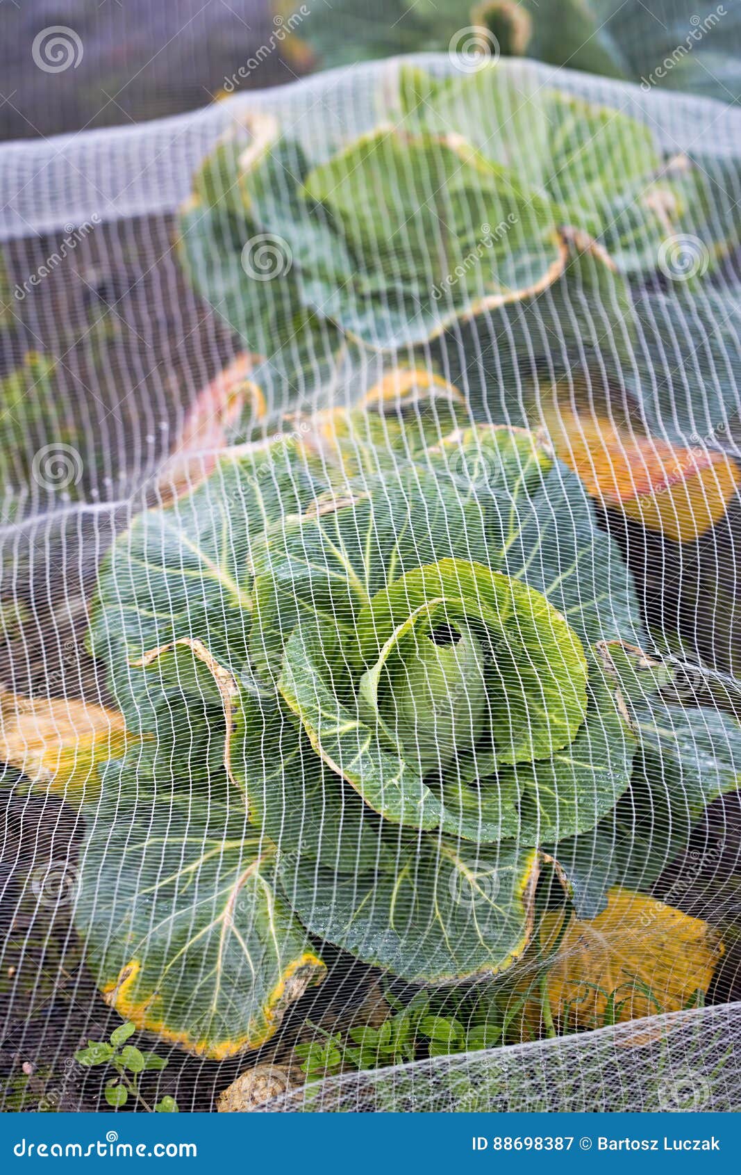 Cabbage Under Net Farm Closeup Stock Image - Image of fresh, farming ...