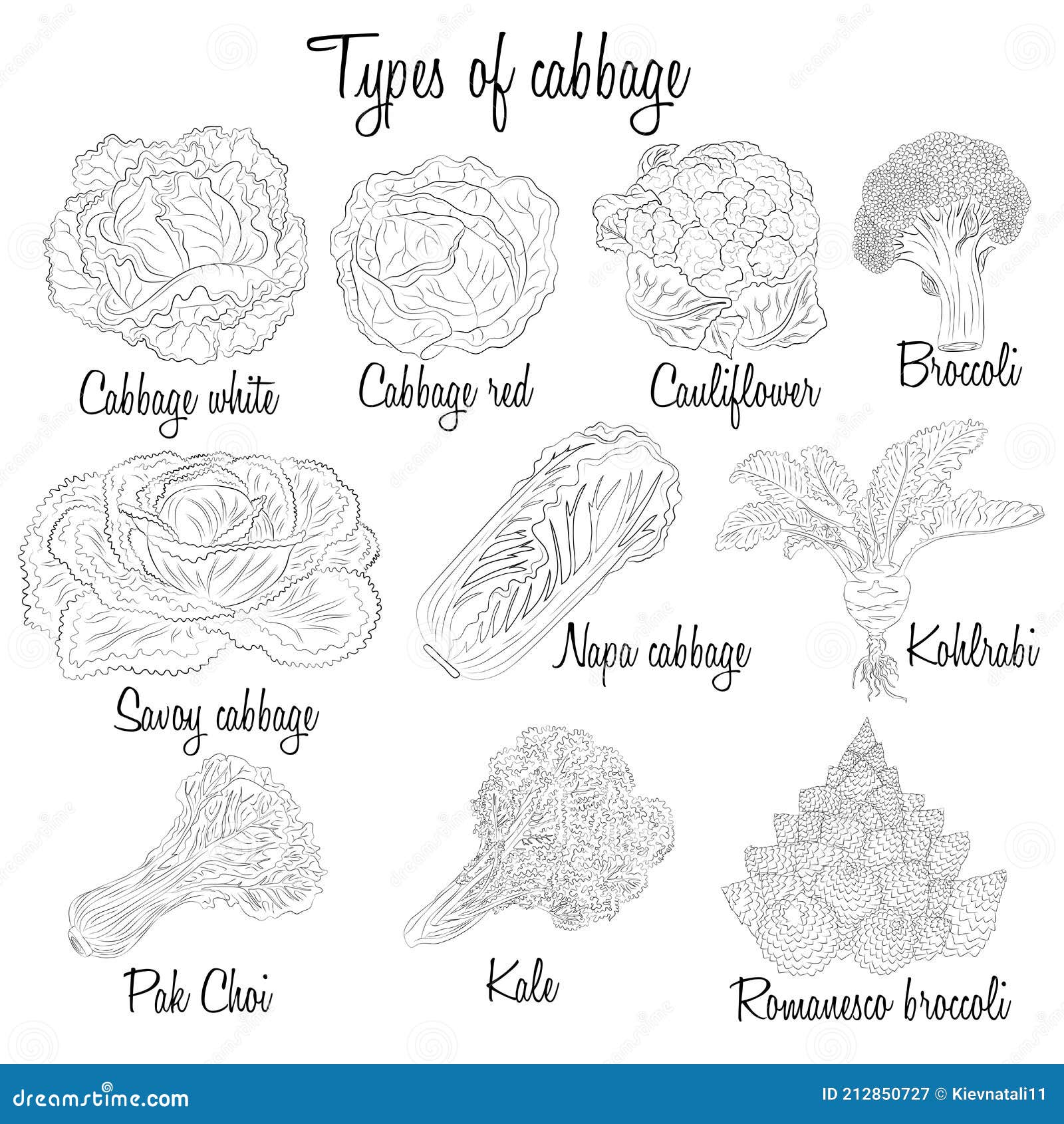 Varieties Of Root System. Black Silhouette Of Taproot And Fibrous ...