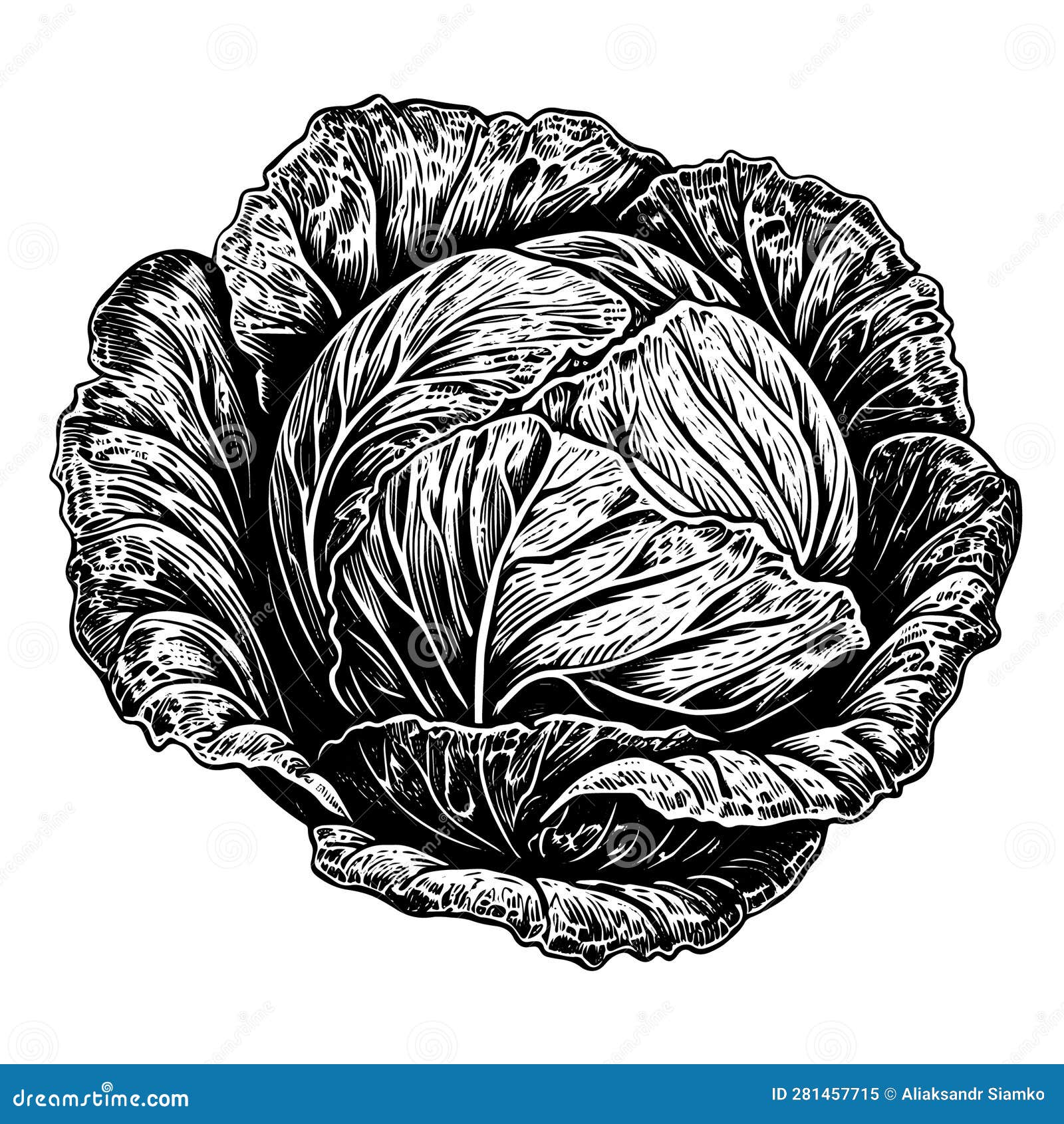Cabbage Vector Drawing. Isolated Hand Drawn Object, Engraved Style ...