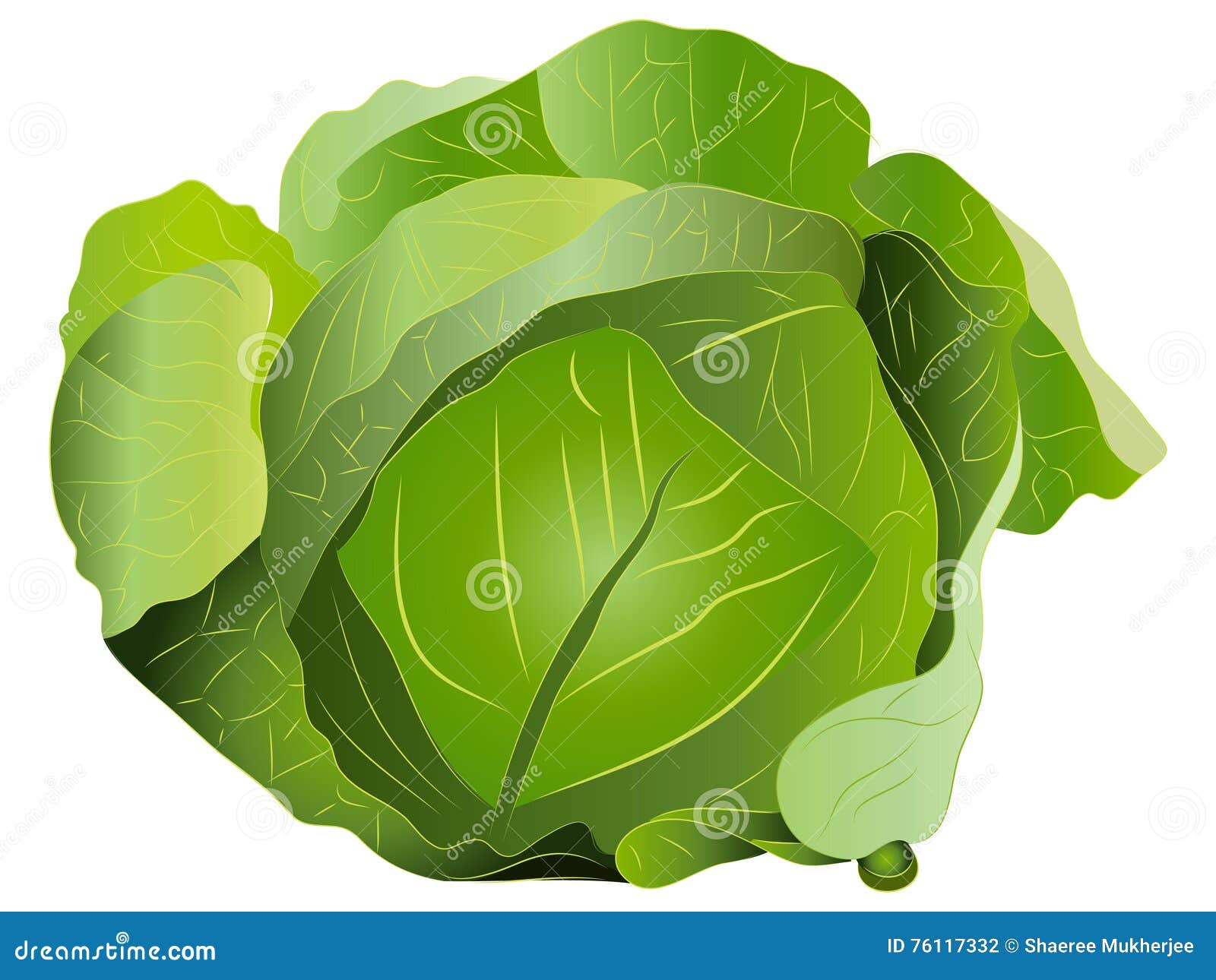 Cabbage Vector Illustration Stock Vector - Illustration of cabbage ...