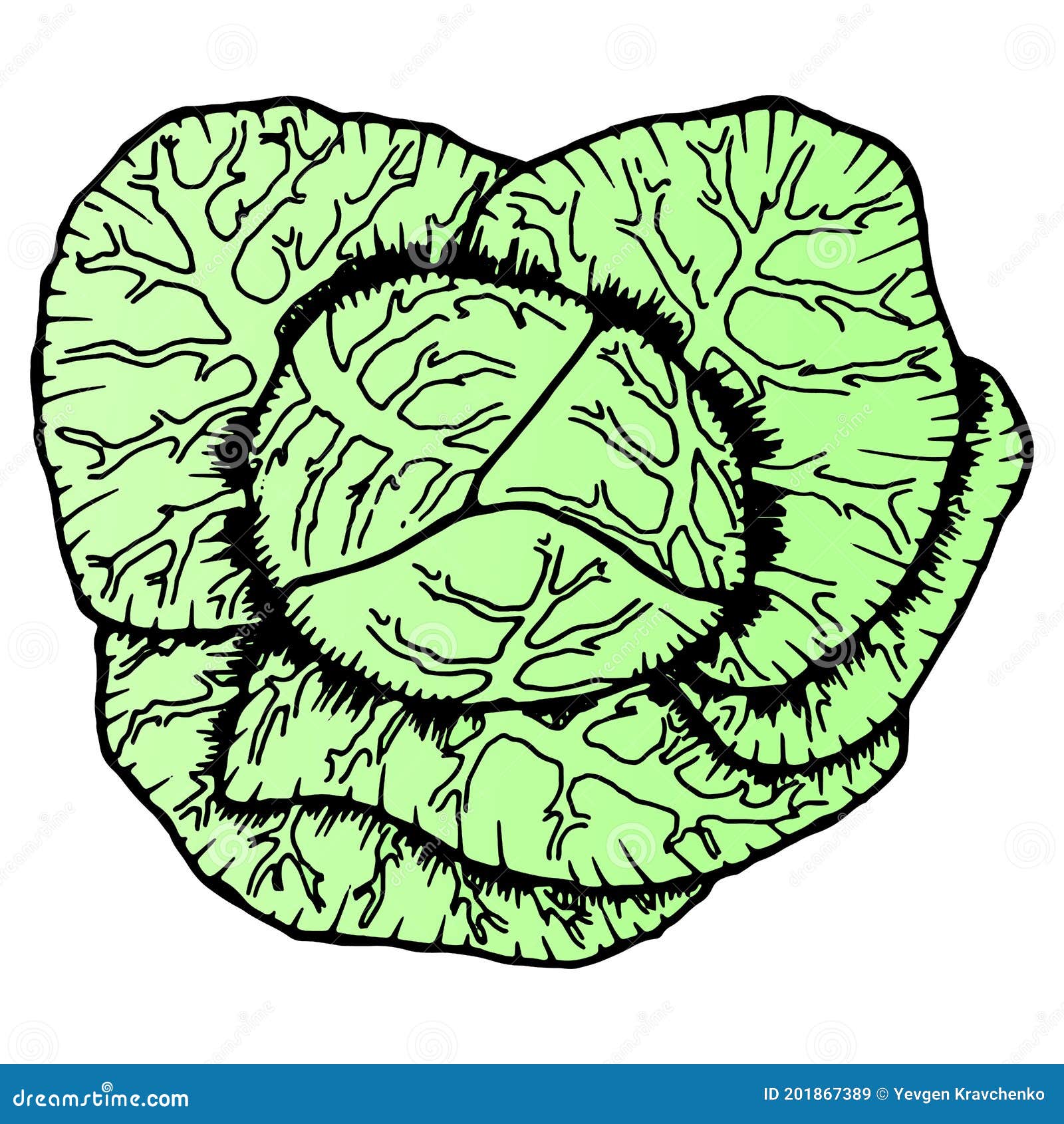 Cabbage. Vector Illustration of Cabbage. Hand Drawn Cabbage Isolated on ...