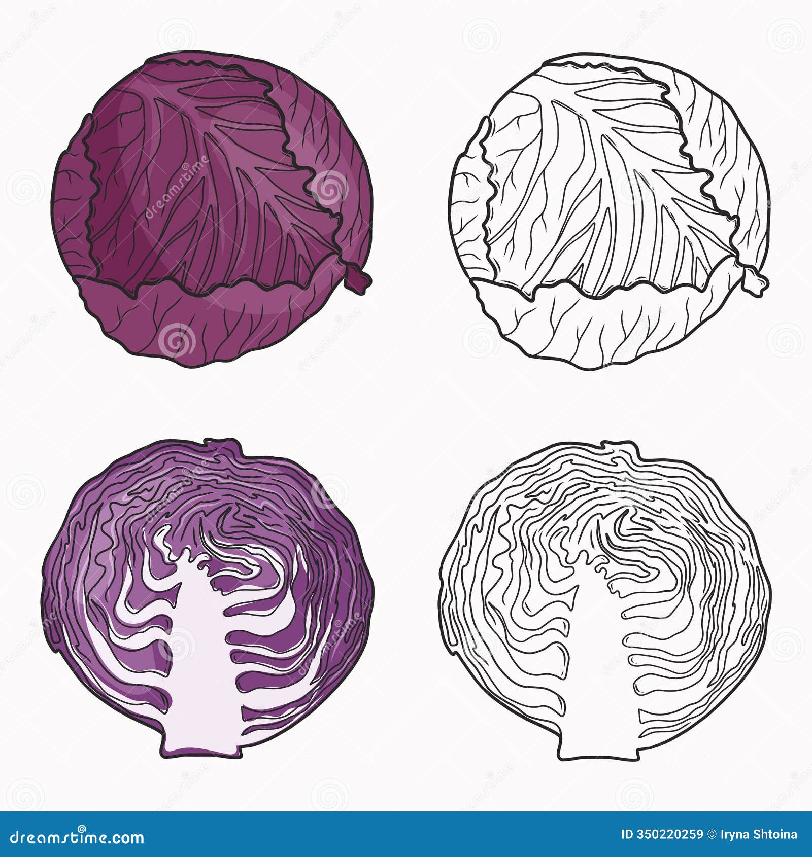 Cabbage Vector Illustration. Whole and Cut Cabbage. Line Drawing and ...