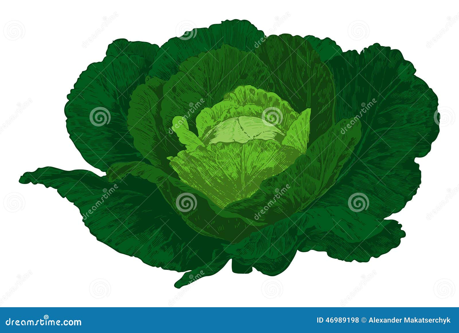 Cabbage. Vector stock vector. Illustration of isolated - 46989198
