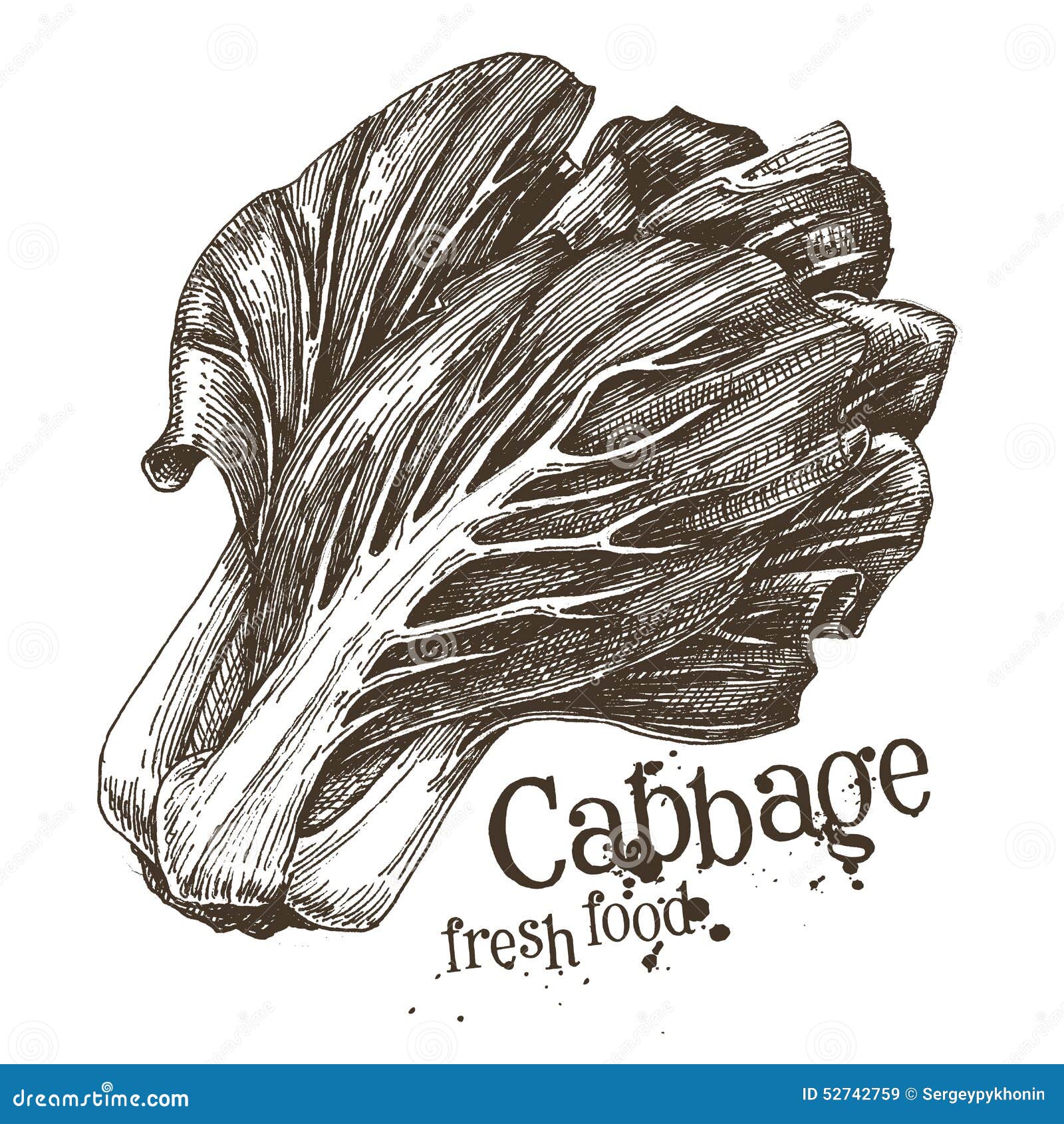 Cabbage Nutrient Of Facts And Health Benefits, Info Graphic Cartoon ...