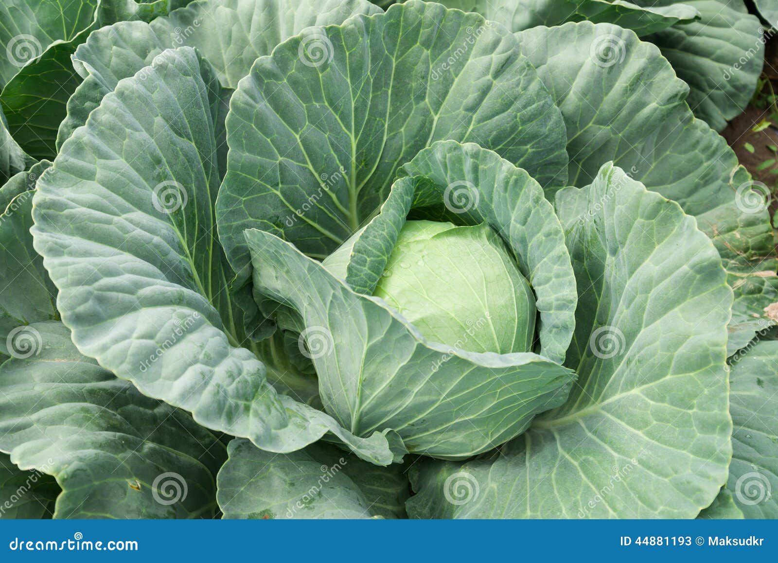 Cabbage Vegetable Field With Mount Kinabalu At The Background In ...