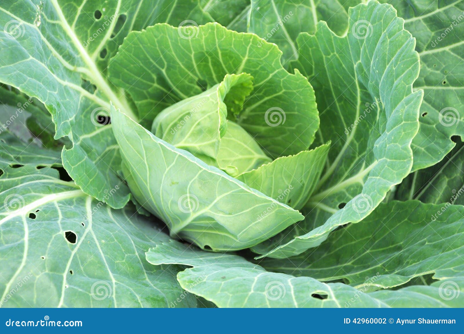 Cabbage vegetable foliage stock photo. Image of edible - 42960002